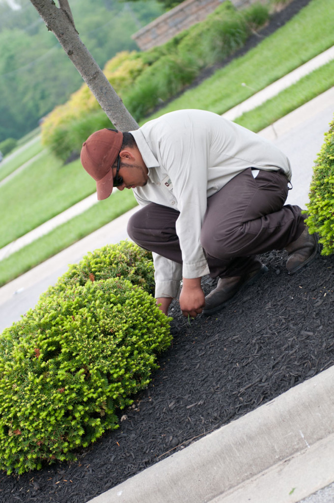 Maintenance-Crew_42 - Landscape Solutions